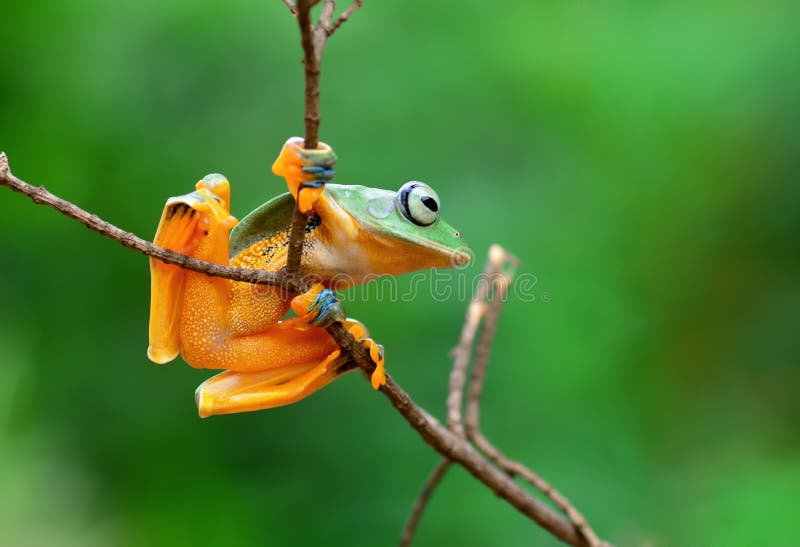 Frog on leaf,tree frog stock photo. Image of plants - 171537588