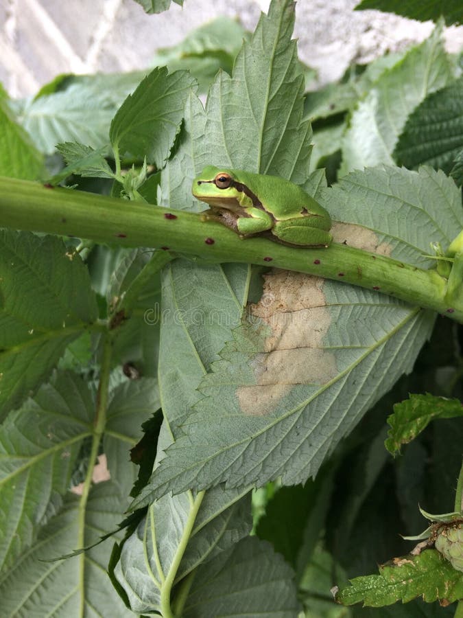 Frog stock photo. Image of leave, garden, animal, summer - 98485314