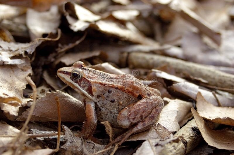 Frog In Leaves Picture. Image: 684315