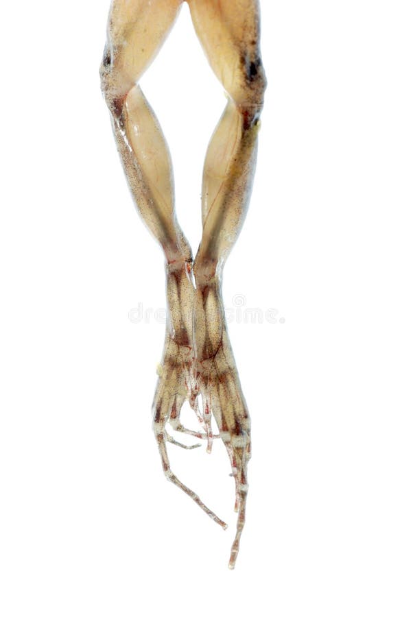 Frog Front Leg Stock Photos - Free & Royalty-Free Stock Photos from ...