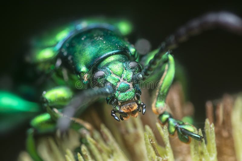 The Frog-legged Leaf Beetle on the Hyptis Capitata Bud. Stock Image ...