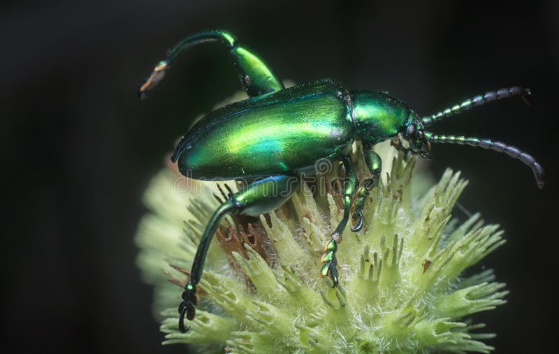 The Frog-legged Leaf Beetle on the Hyptis Capitata Bud. Stock Image ...
