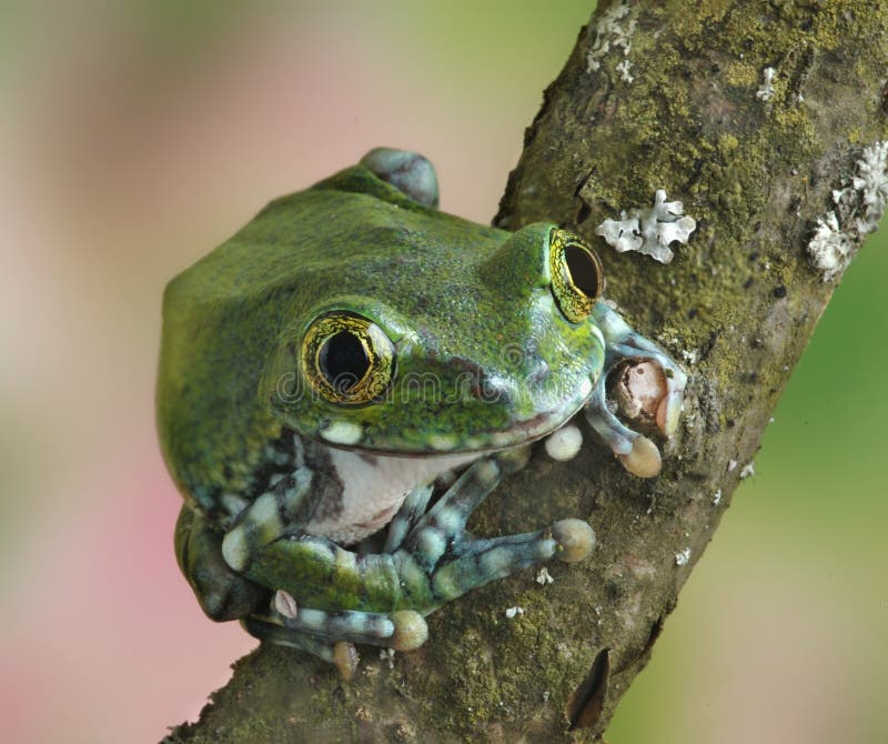Big-eyed Tree Frog (14) Leptopelis Vermiculatus, Focus is on the Stock ...