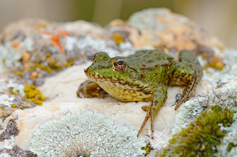 A Frog Prepares To Jump on a Lichen Rock. Green Coloured Frog by the ...