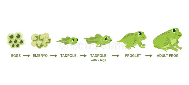 Frog With Tail Clipart