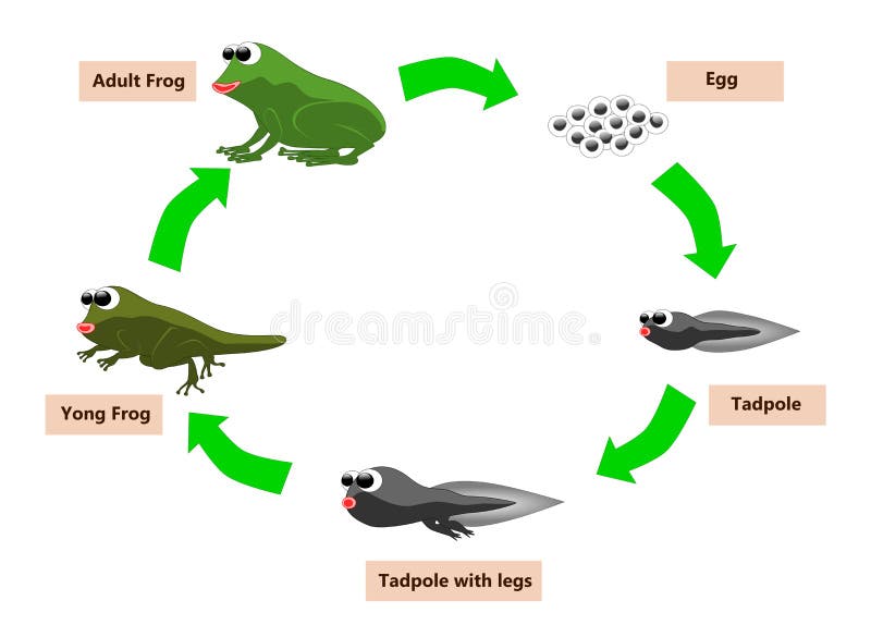 Frog life cycle stock illustration. Illustration of cycle - 54420239