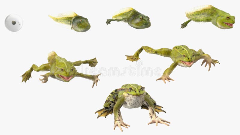 Frog Life Cycle Evolution from Egg To Adult Stock Illustration ...