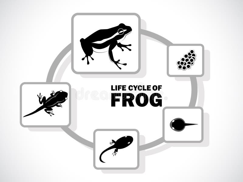 Metamorphosis Amphibians, for Example, the Life Cycle of Frogs Stock ...