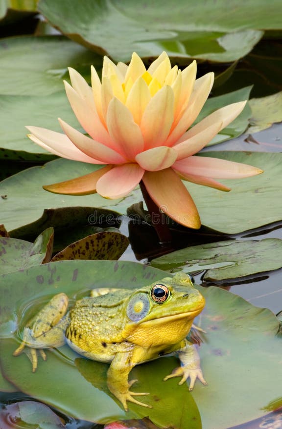 Frog on Lily stock photo. Image of nature, close, jump - 1704236