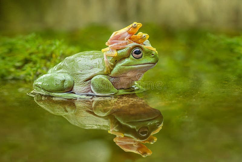 Frog Litoria caerulea stock image. Image of beautiful - 90538337
