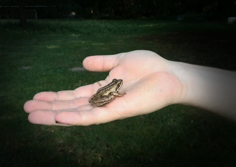 Frog stock photo. Image of reptile, frog, humans, hand - 43139282