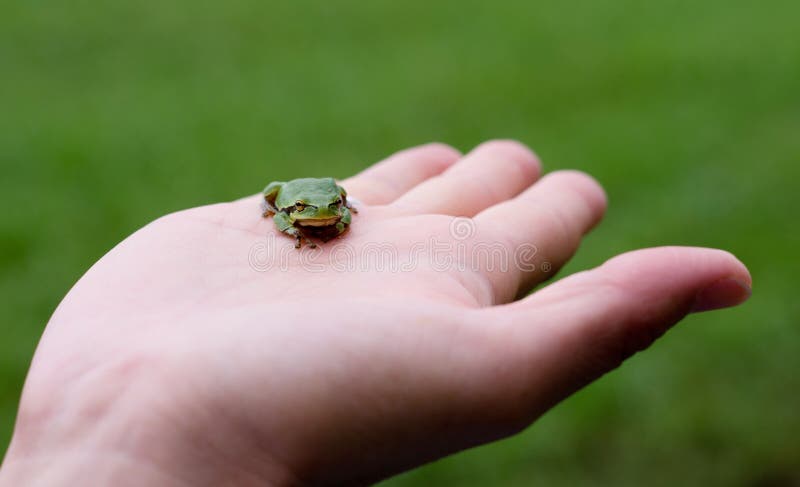 Frog stock photo. Image of curiosity, cute, animal, closeup - 16686916