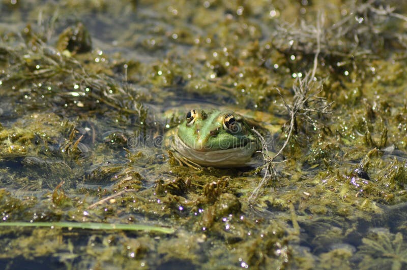 Frog Blowing Bubbles in Lake Stock Photo - Image of bubble, eyes: 146763450