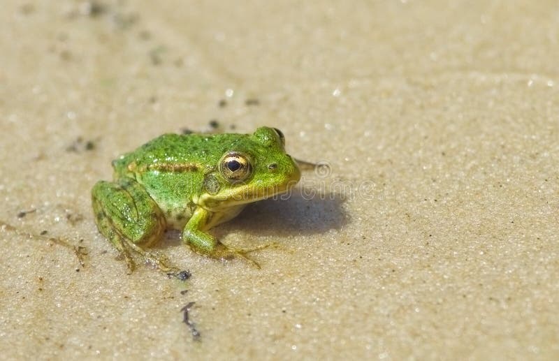 Frog stock photo. Image of amphibian, summer, live, wild - 41772436