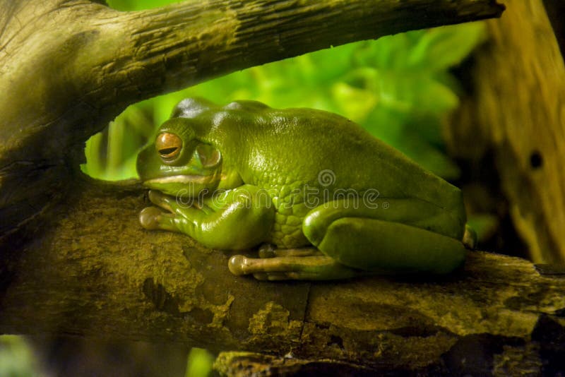 371 Sleeping Frog Photos - Free & Royalty-Free Stock Photos from Dreamstime