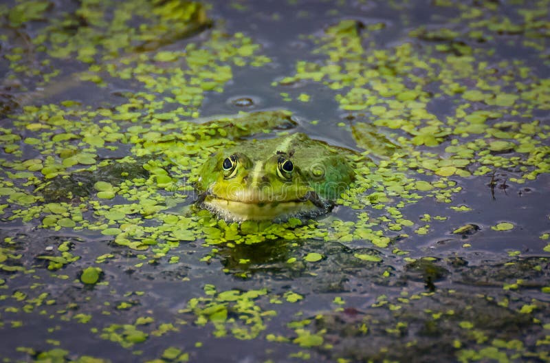 Frog living in the wild. stock photo. Image of macro - 188669772