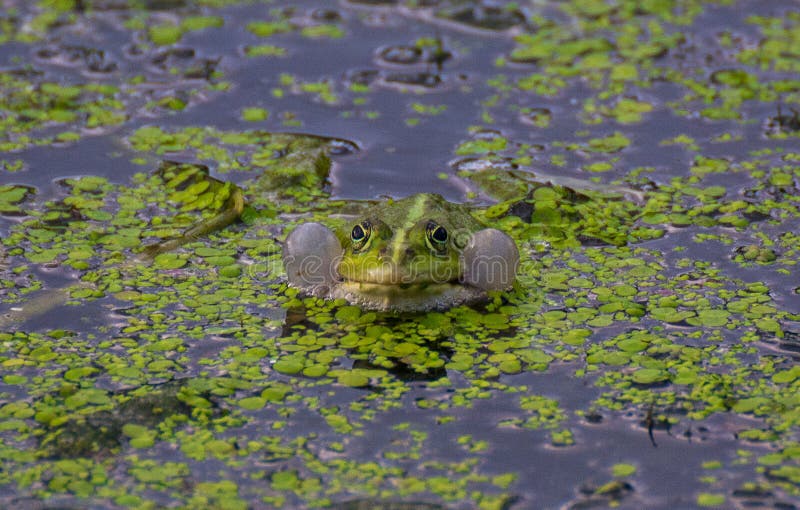 Frog living in the wild. stock photo. Image of living - 189159208