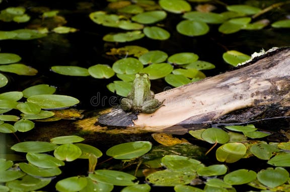 Frog on log stock photo. Image of frog, aquatic, animal - 11845108