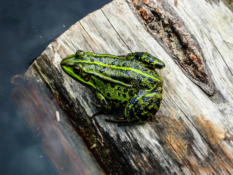Frog stock photo. Image of amphibian, tree, green, european - 74549984