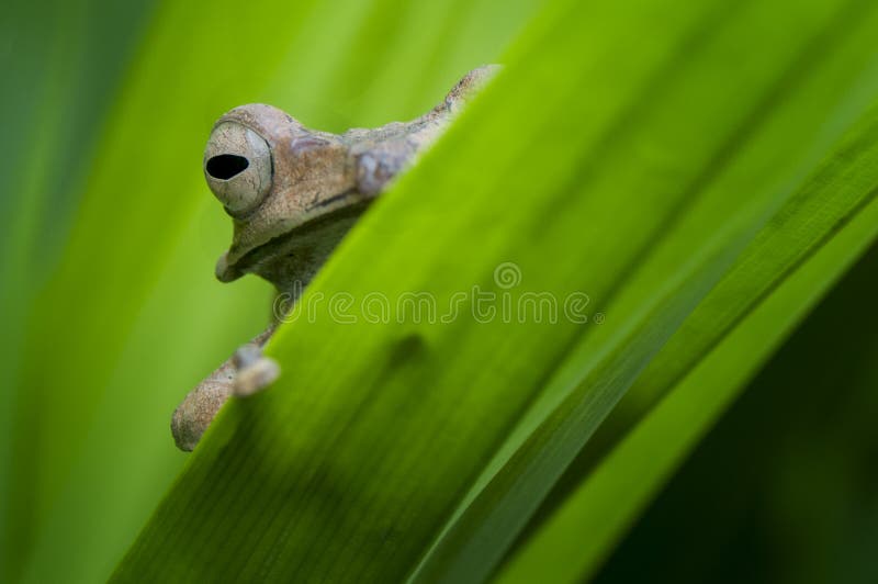Long Eared Frog Borneo stock photo. Image of frog, side - 112723692