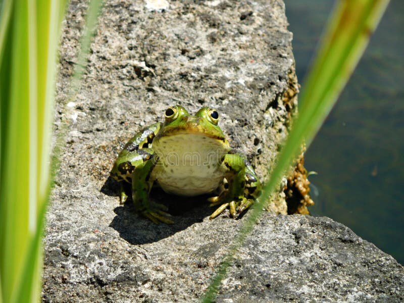 Frog Looking into the Lens, Poland Stock Image - Image of amphibian ...