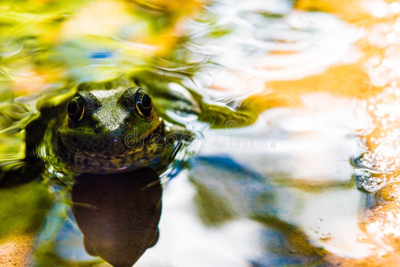 Frog staring at me stock photo. Image of stare, face - 36670096