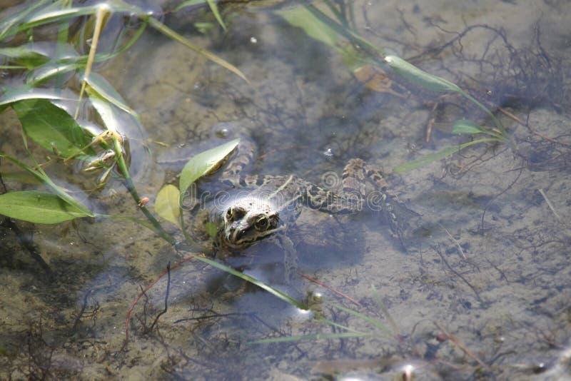 Frog stock image. Image of light, looking, bottom, water - 92725771