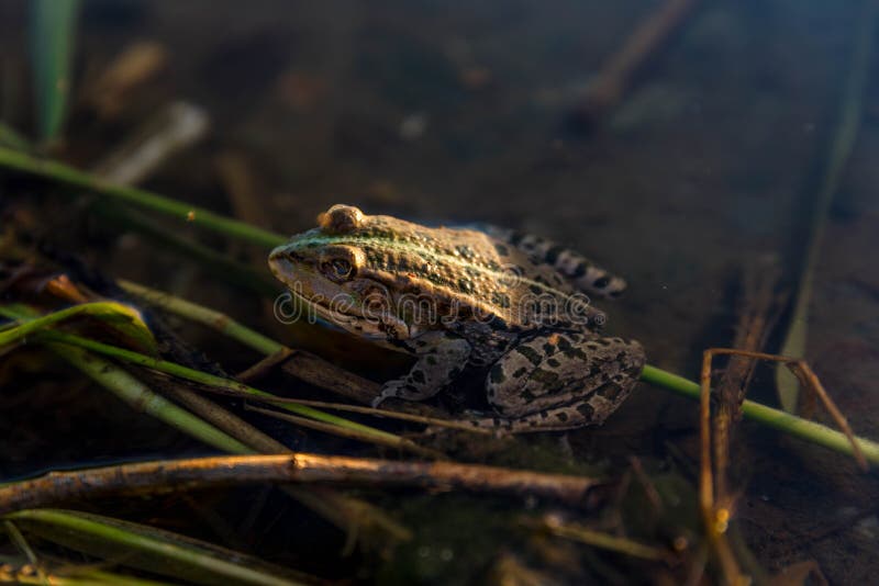 287 Frog Paw Stock Photos - Free & Royalty-Free Stock Photos from ...