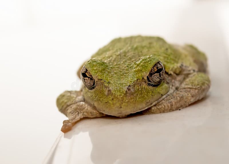 Frog looking at you stock photo. Image of frog, pond - 31208584