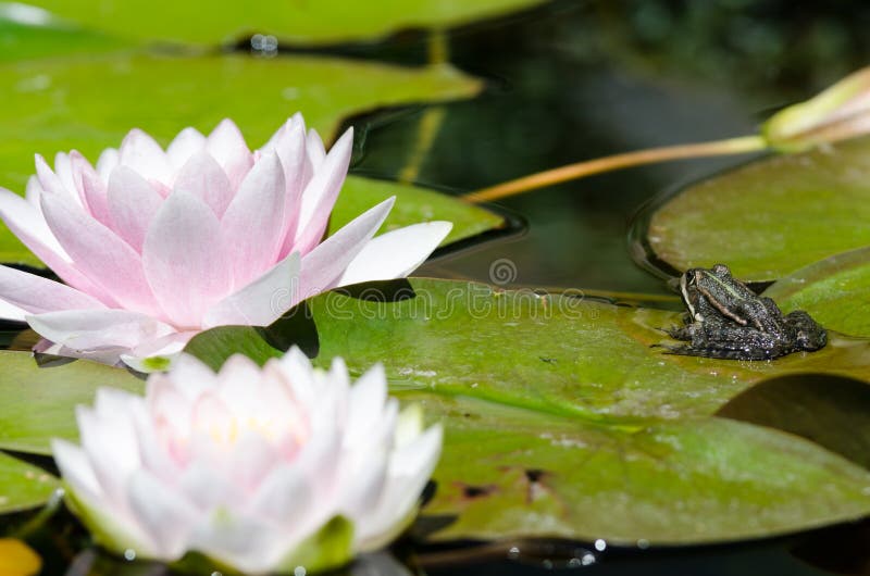 Frog on a lotus flower stock photo. Image of spring, summer - 31980064