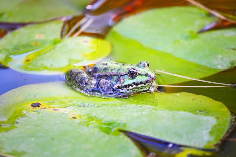 Frog on a lotus leaves stock photo. Image of environment - 76580954