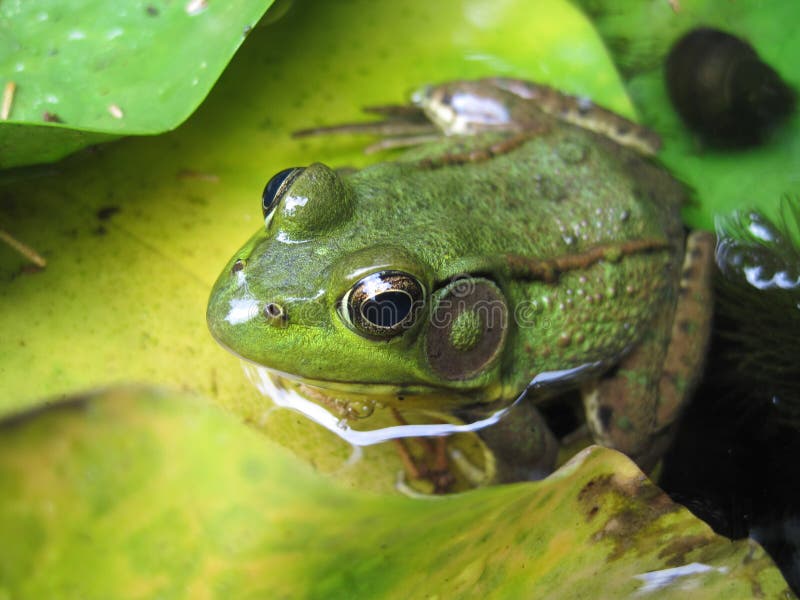 At the frog pond stock photo. Image of nature, lounging - 135052864