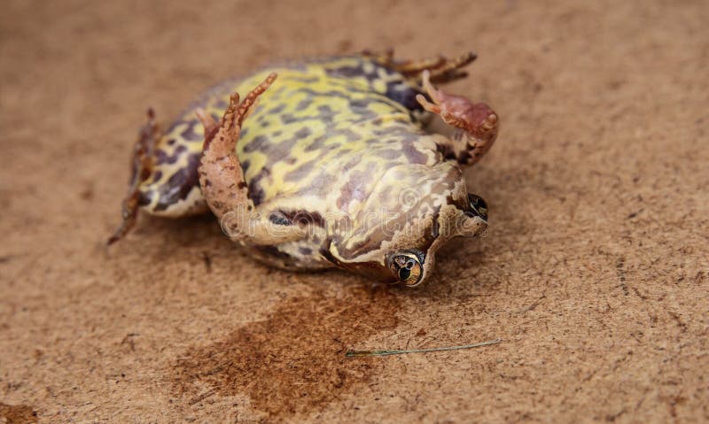 Frog stock image. Image of autumn, back, summer, swamp - 43750371