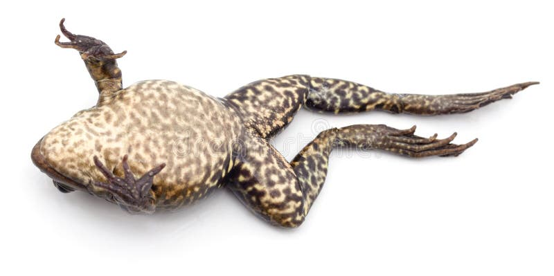 The Frog is Lying on Its Back and Green Leaves Stock Image - Image of ...