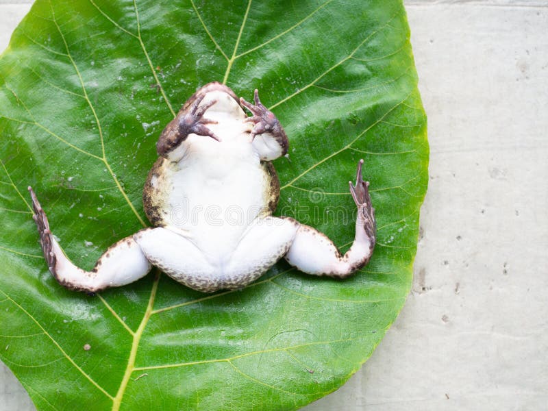 The Frog is Lying on Its Back and Green Leaves Stock Image - Image of ...