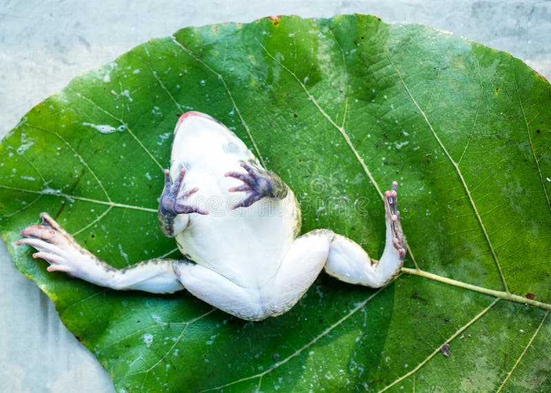 The Frog is Lying on Its Back and Green Leaves Stock Image - Image of ...