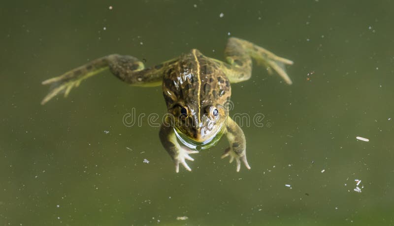 Frog Lying on Water Surface Stock Photo - Image of portrait, ranidae ...