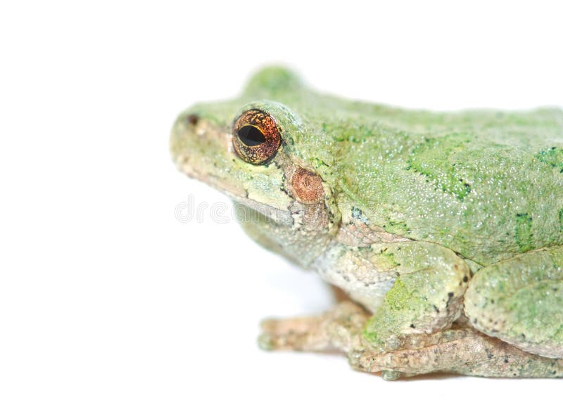 Frog Macro Profile Picture. Image: 2607145