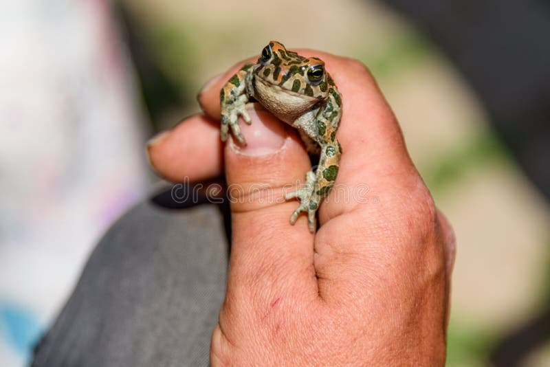 Frog in a man s hand stock photo. Image of leaf, life - 319361424