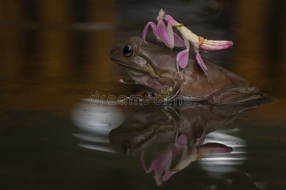 Frog and mantis stock photo. Image of greenfrog, frog - 87896300