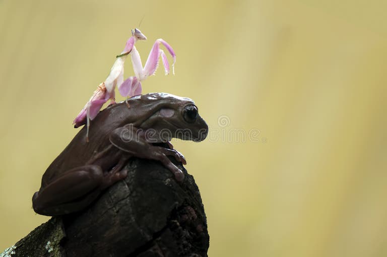 312 Pink Orchid Mantis Stock Photos - Free & Royalty-Free Stock Photos ...