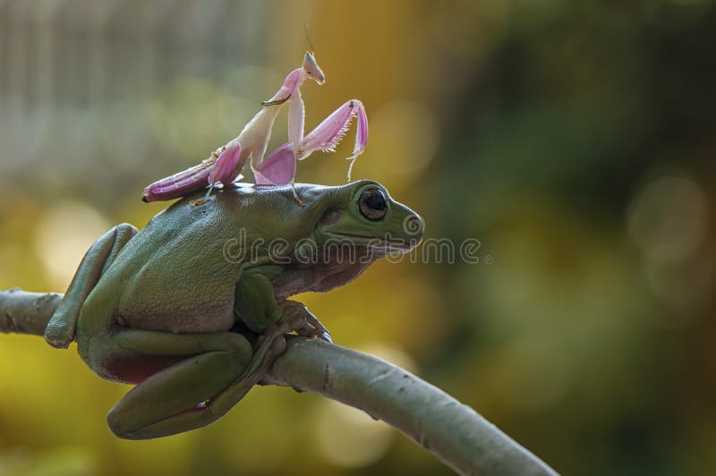 Frog and mantis stock photo. Image of orchid, leaf, frogs - 87896360