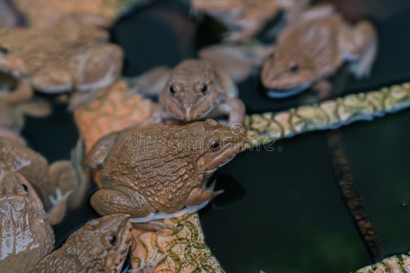 180 Tree Frog Skin Texture Stock Photos - Free & Royalty-Free Stock ...