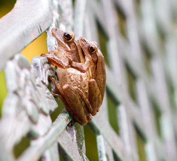 Frog mating stock image. Image of wildlife, tadpole, making - 33633487