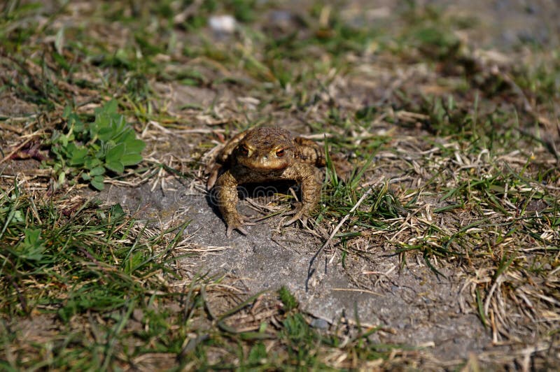 The frog stock image. Image of feet, head, green, black - 93535385