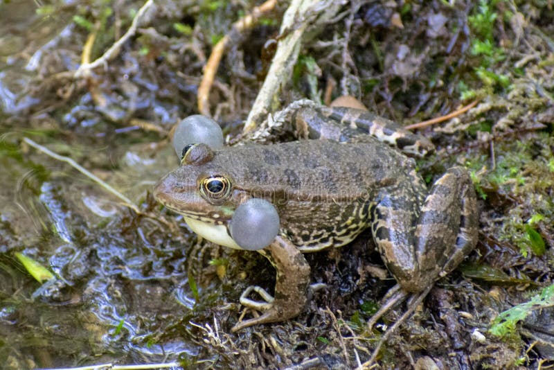 Mid Croaking Stock Photos - Free & Royalty-Free Stock Photos from ...