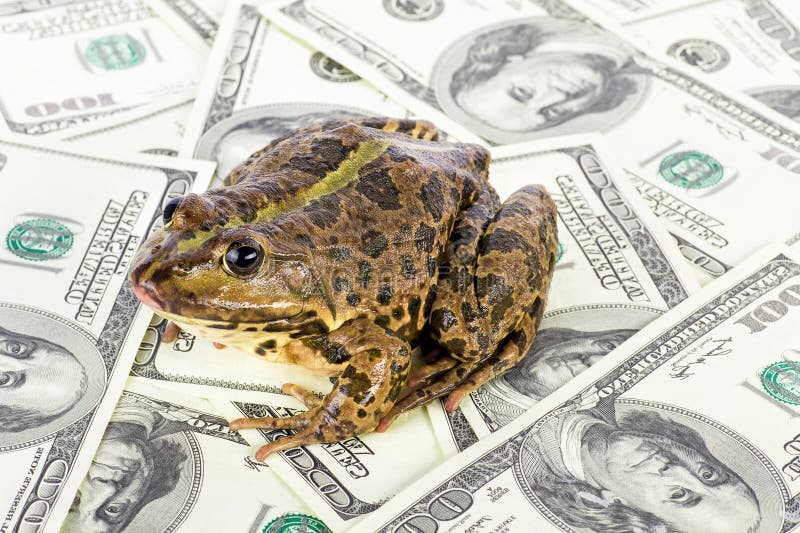 Frog and Money on a White Background (isolated). Stock Photo - Image of ...