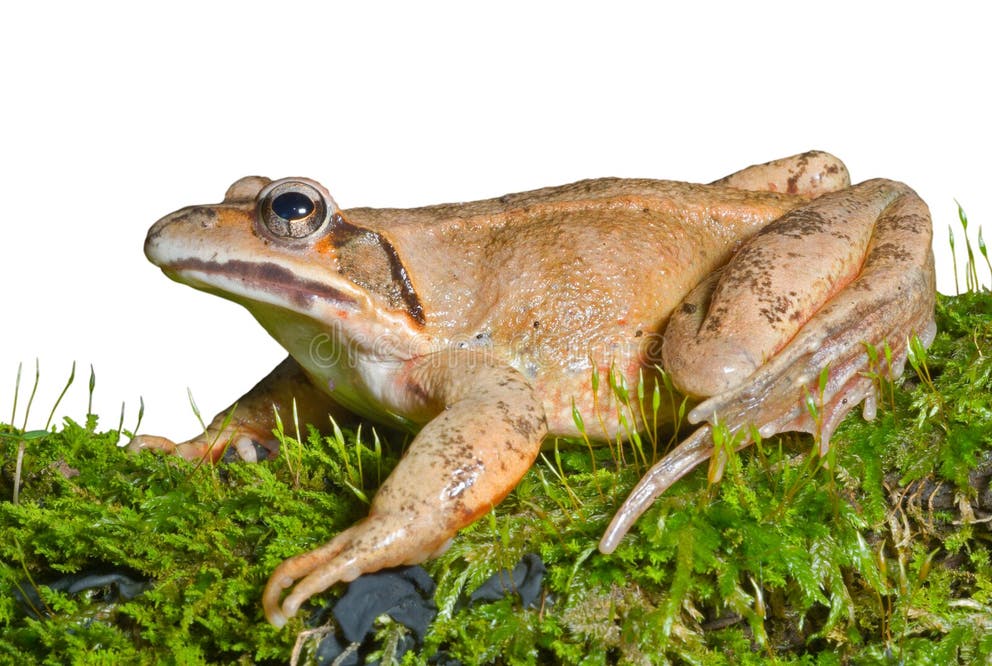 Frog Moss 13 Stock Photos - Free & Royalty-Free Stock Photos from ...