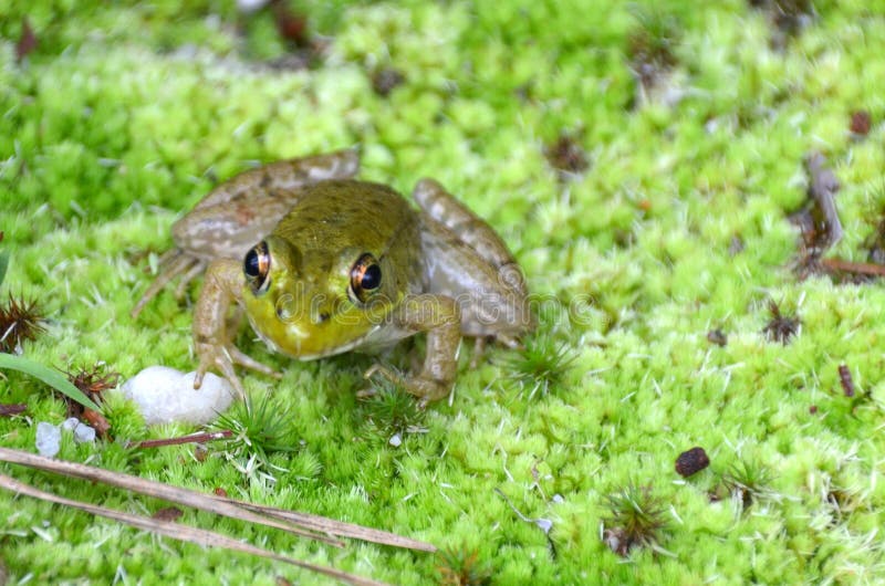 Frog on Moss stock photo. Image of green, cute, amphibian - 158530272