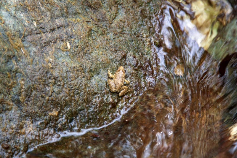 Frog in Mount Ida, Edremit, Turkey Stock Image - Image of brown ...